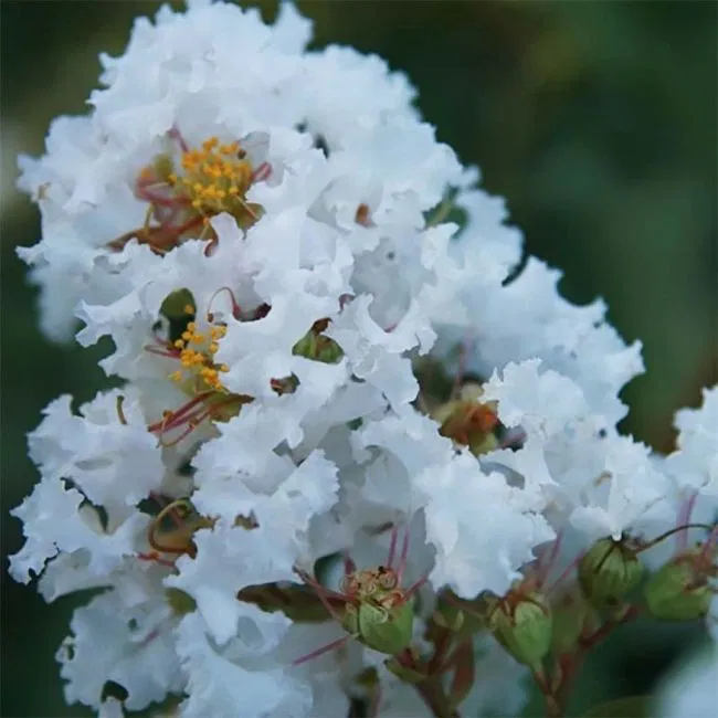 Lagerstroemia indica ' Acoma' • C2 L • 120/150 cm