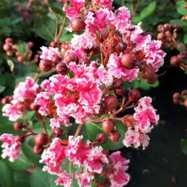 Lagerstroemia indica 'Berlingot Menthe' • C3 L • 60/80 cm