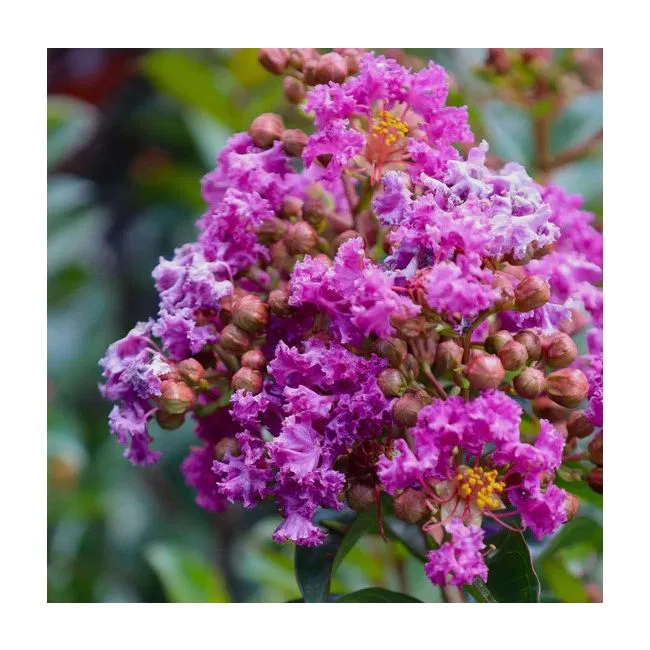 Lagerstroemia indica 'Purple Magic' • C2 L • 40/50 cm