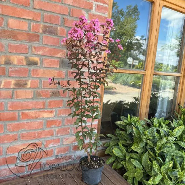 Lagerstroemia indica 'Rhapsody in Pink ' • C2 L • 80/100 cm