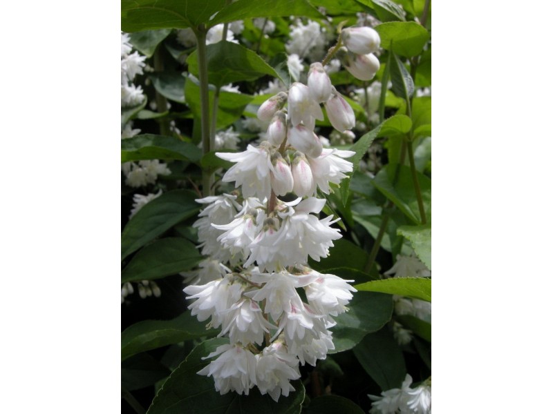 Deutzia scabra