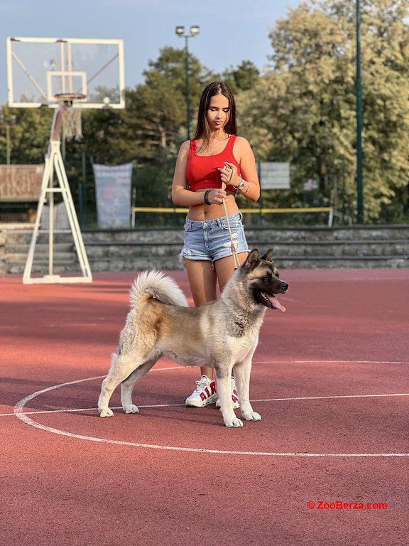 Američka Akita odrasla ženka na prodaju