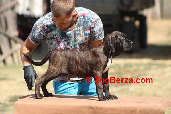 Cane corso štenci