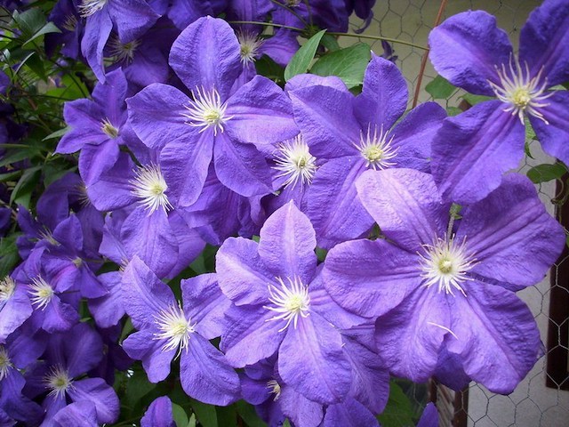 Klematis - Clematis Jackmani