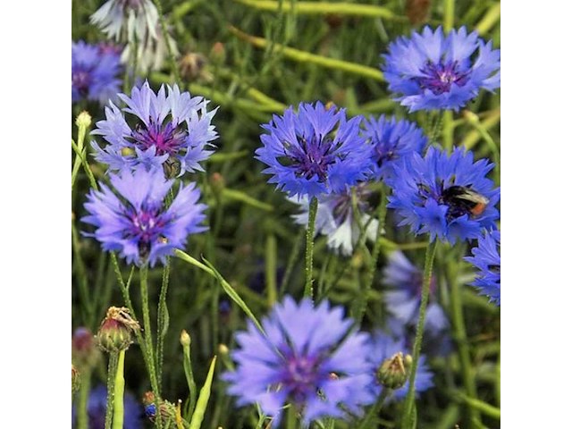 Različak /Centaurea/ plavi 100 semena