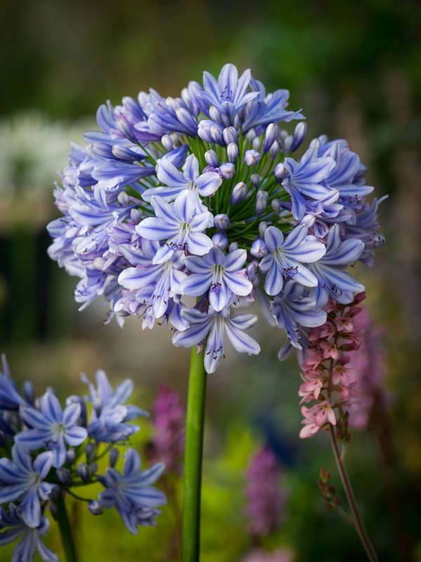 Agapanthus Blue Giant-Afrički ljiljan