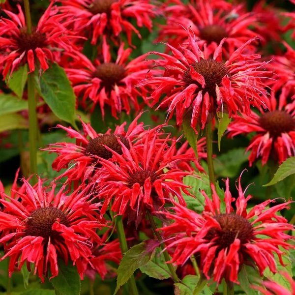 Bergamot Scarlet (Monarda)