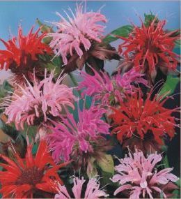 Bergamot-Monarda mix-3 sadnice