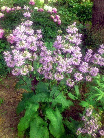 Phlomis tuberosa-ruska žalfija