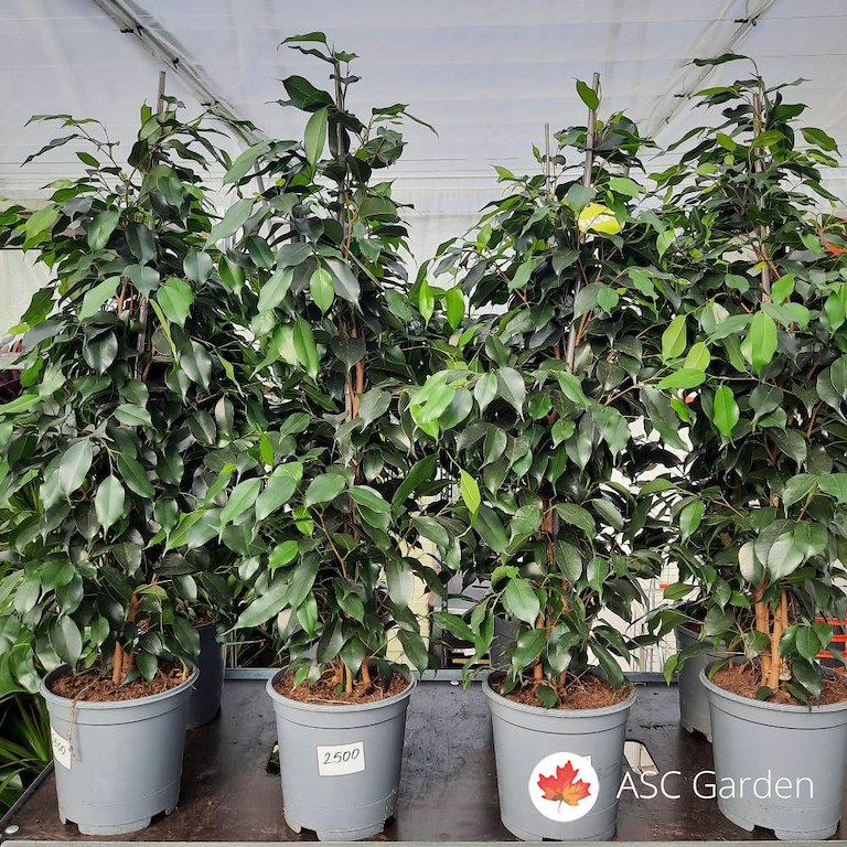 Ficus benjamina ‘Danielle King’ 140 cm