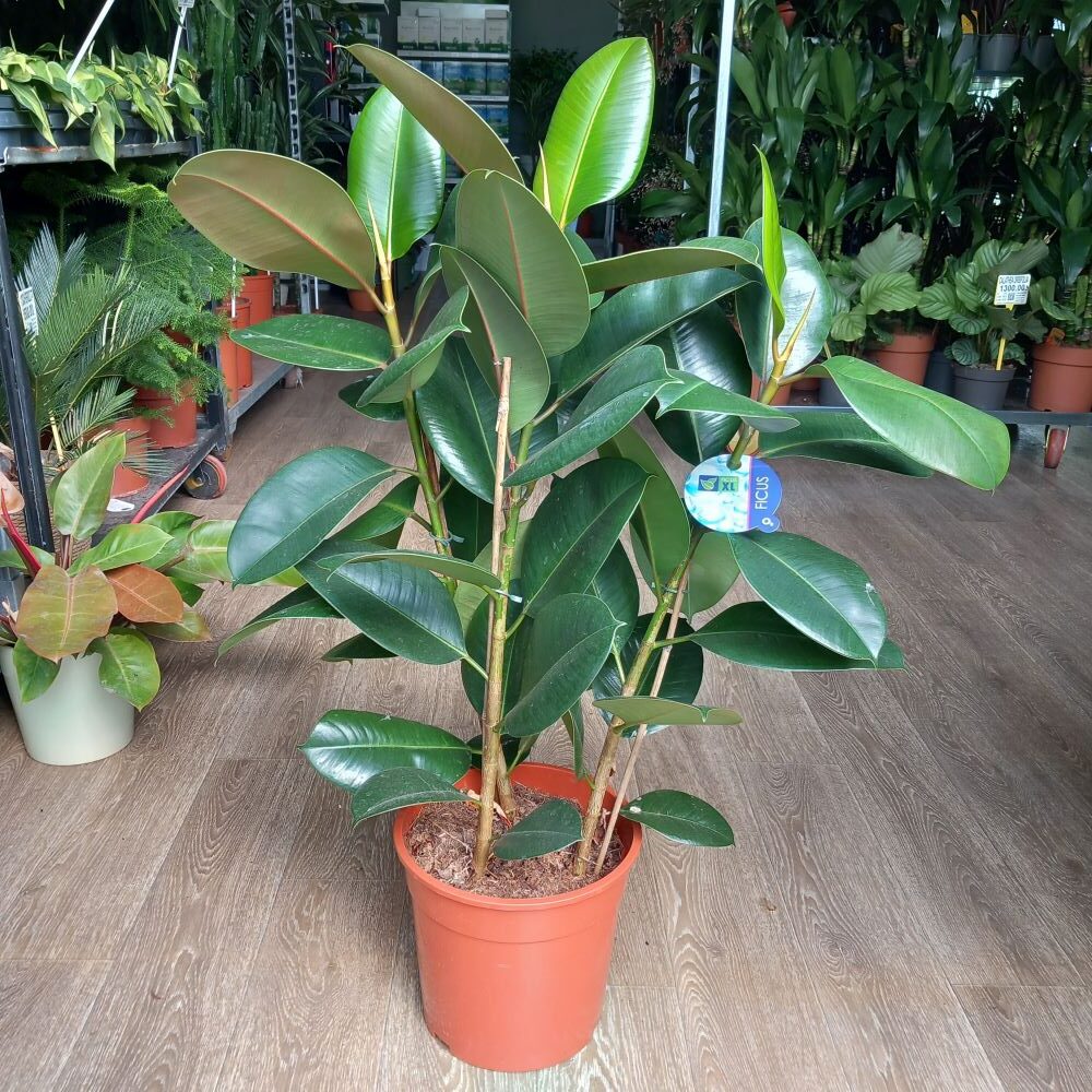 Ficus elastica Robusta 120 cm 3 štapa