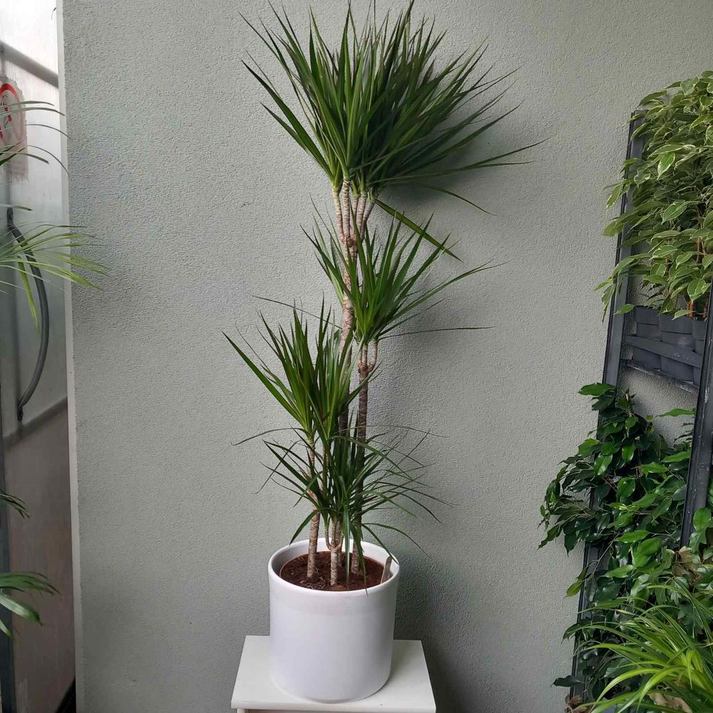 Dracaena marginata 120-150 cm