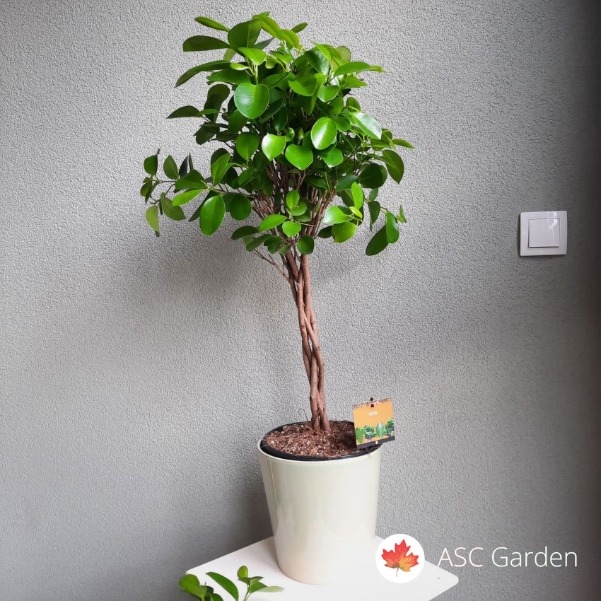 Ficus microcarpa Moclame 150 cm