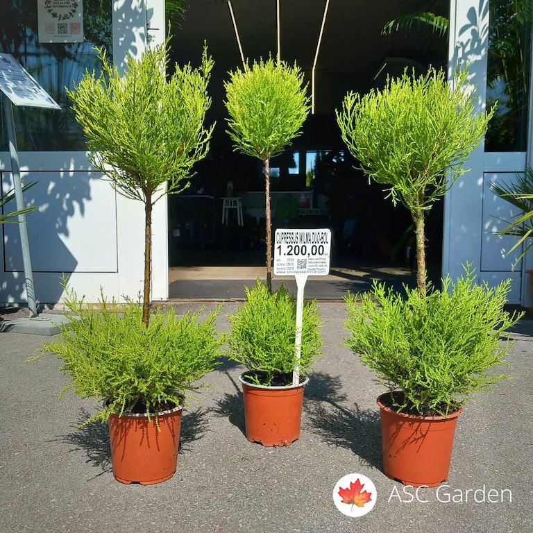 Cupressus Goldcrest Wilma duo – bol – Sobni čempres 85 cm