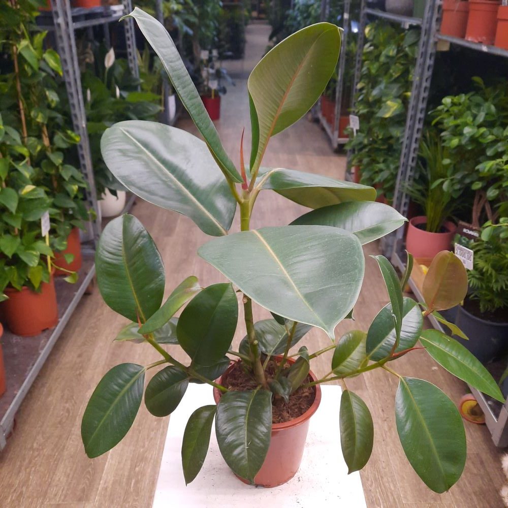 Ficus elastica Melany 50 cm