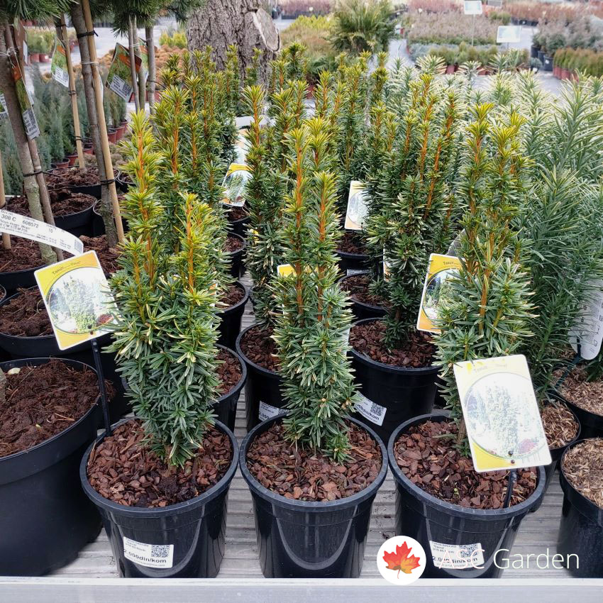 Taxus baccata ‘David’ 45 cm