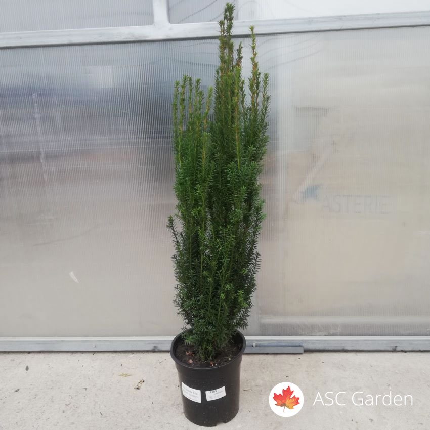 Taxus baccata Fastigiata 70 cm