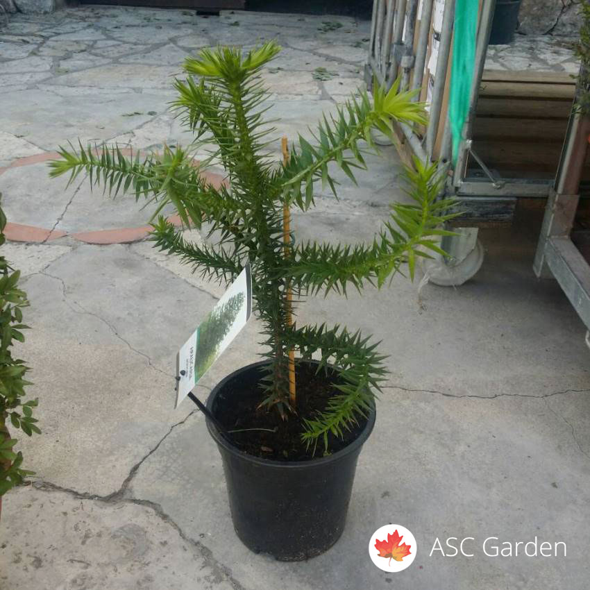 Čileanski bor Araucaria araucana 45 cm