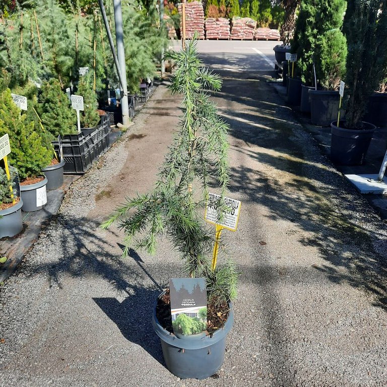 Cedrus deodara pendula 75 cm