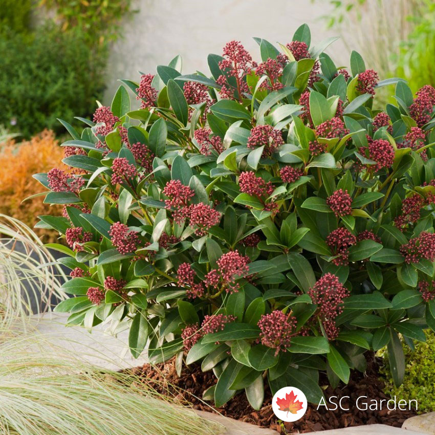 Skimmia japonica ‘Rubella’