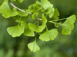 Ginko Biloba seme