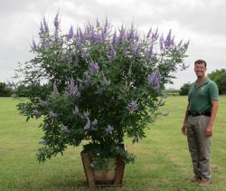 Konopljika (Vitex agnus castus) seme