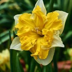 Narcis split Chanterelle – 3 lukovice