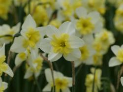 Narcis split Bella Estrella – 3 lukovice