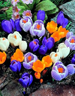 Crocus grandiflora mix-5 lukovica