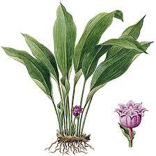 аспидистра (Aspidistra elatior)