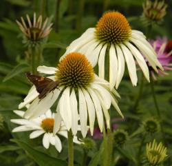 Ehinacea - Echinacea white swan 2 god