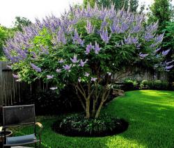 Konopljika, divlji biber (Vitex agnus castus) 1 god.