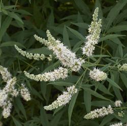 Konopljika, divlji biber (Vitex alba) 1.god