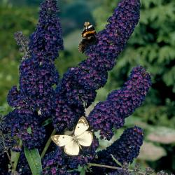 Letnji jorgovan - Buddleja davidii `Black Knight`