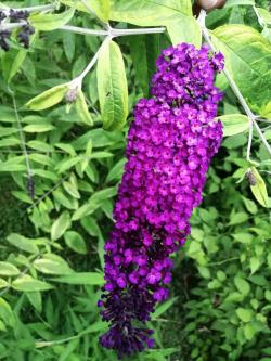 Letnji jorgovan šarenolisni - Buddleja Santana