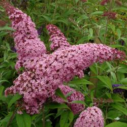 Letnji jorgovan - Buddleja davidii Pink Delight 2 god