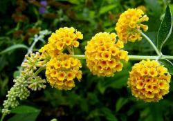 Letnji jorgovan - Buddleja `Golden Glow` 2 GOD