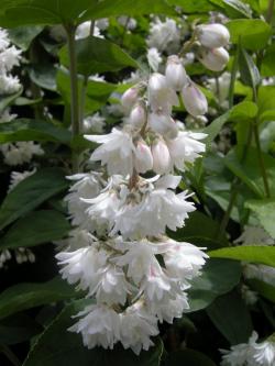 Deutzia scabra 1 god.