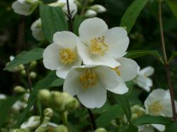 JASMIN 2 god - Philadelphus coronarius