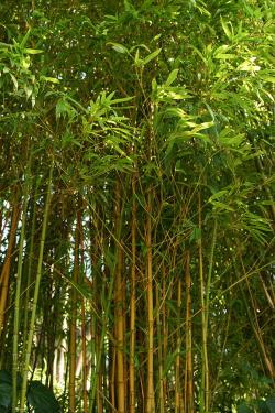 Bambus zlatni sitnolisni - Phyllostachys aurea 2 god.