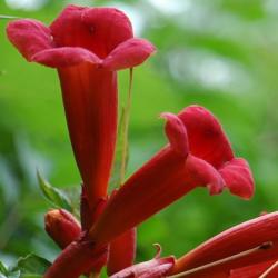 Tekoma - Campsis radicans Flamenco 1.god