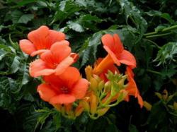 Tekoma - Campsis radicans 2 god.