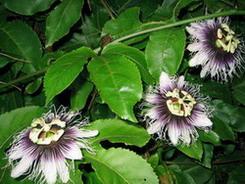 Hristov venac - Passiflora edulis