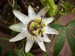 Hristov venac - Passiflora caerulea