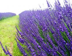 Lavanda - Lavandula angustifolia