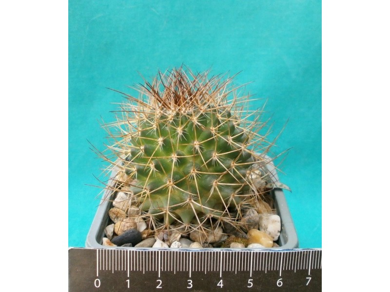 16 Mammillaria rhodantha