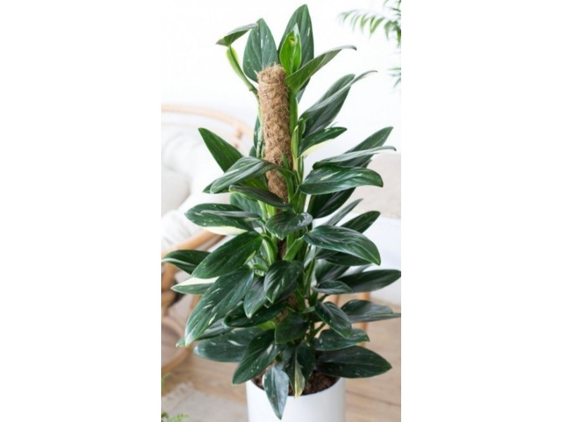 Filadendron cobra - Monstera Standleyana