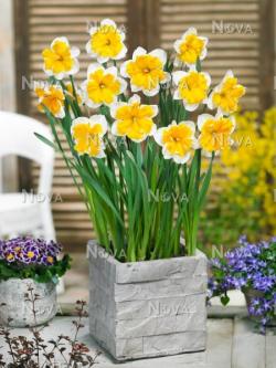 Narcis split Orangery – 3 lukovice