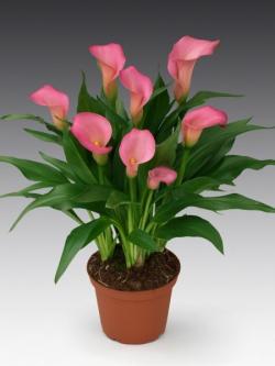 Kala-Calla Pink