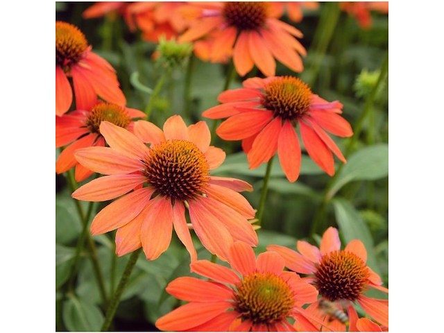 Ehinacea - Echinacea Locoto orange 1 god.